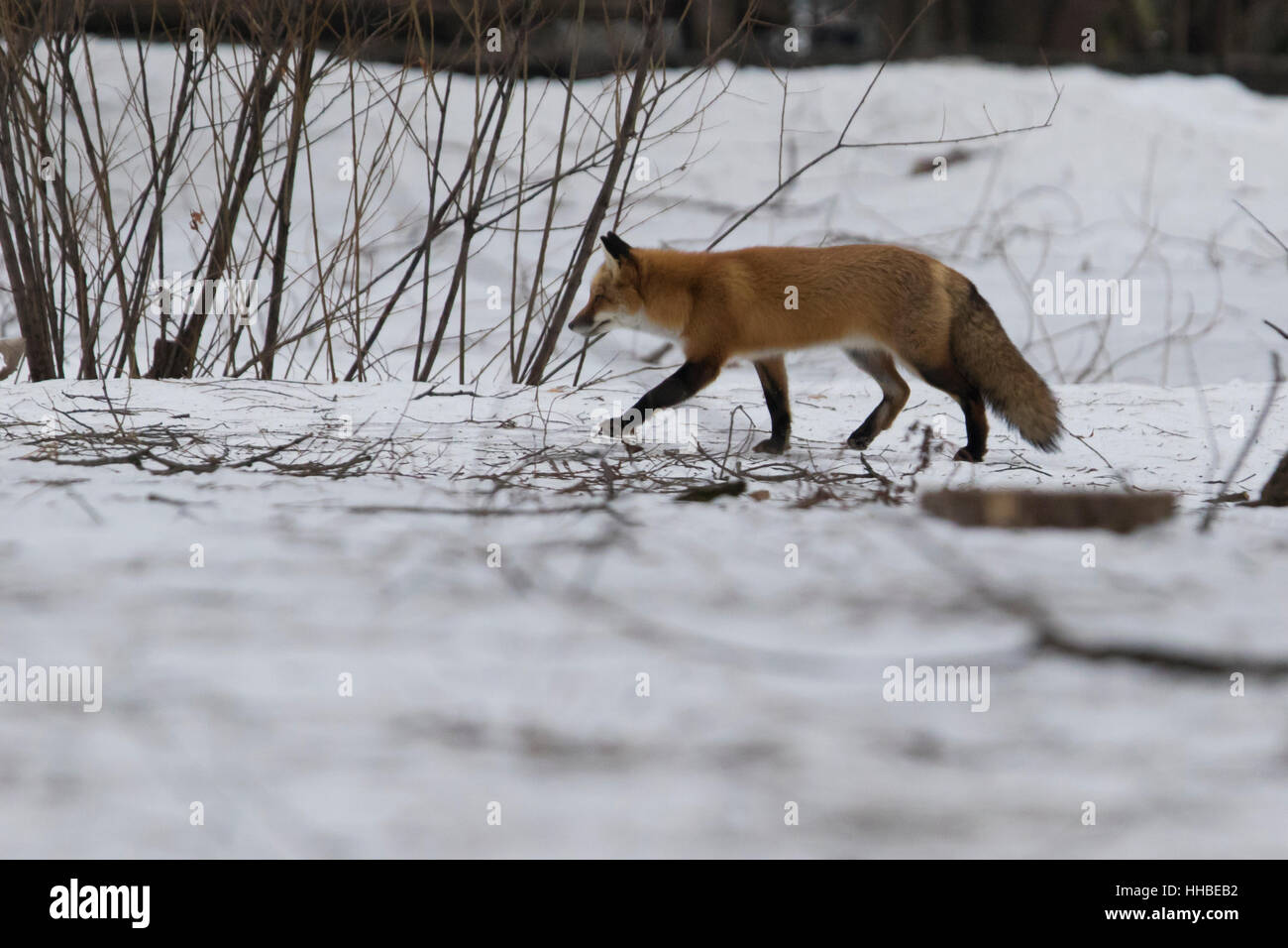 A wild red fox in winter Stock Photo - Alamy
