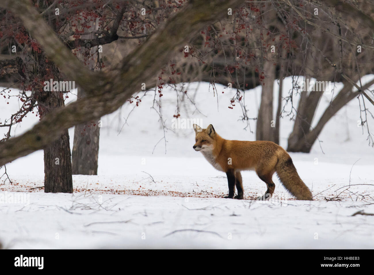 A wild red fox in winter Stock Photo - Alamy