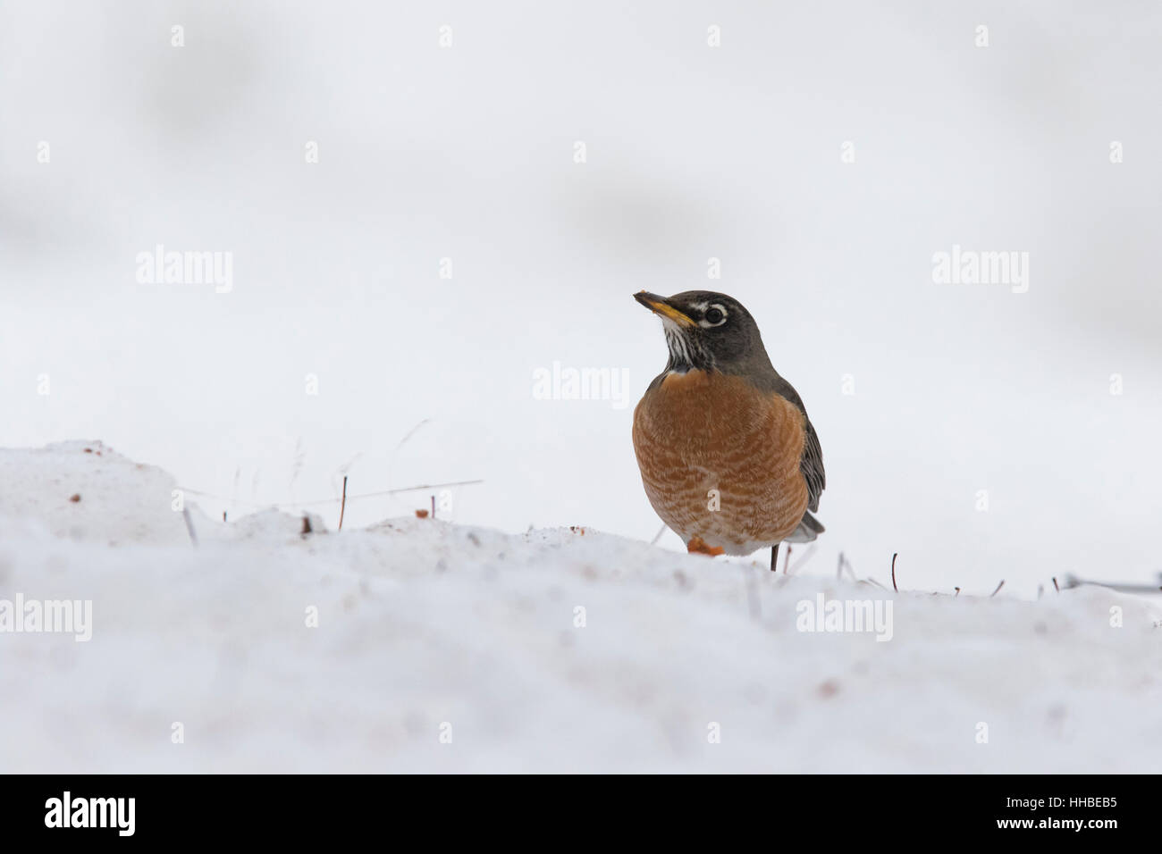 American robin feeding in winter hi-res stock photography and images ...