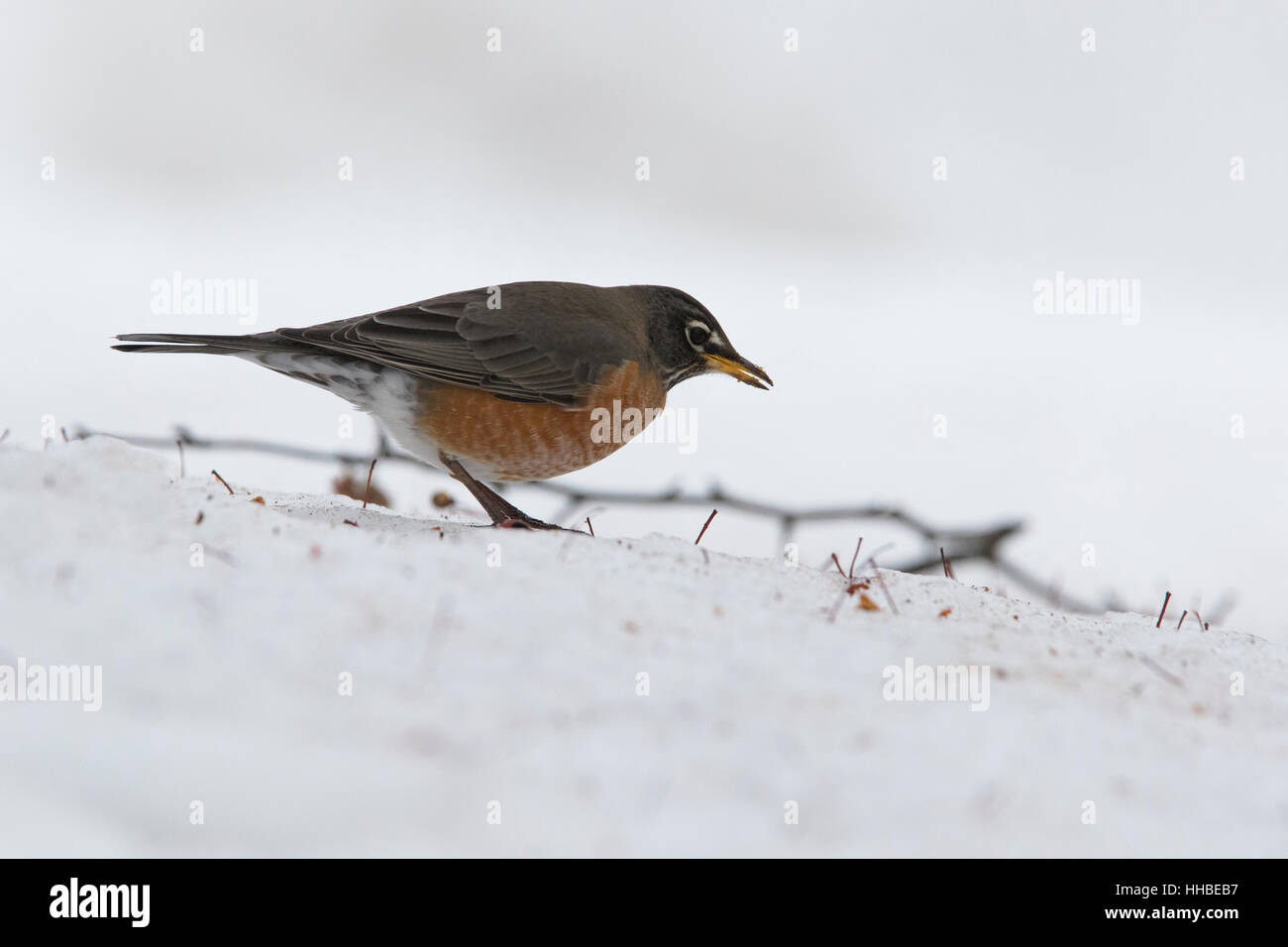 American robin feeding in winter hi-res stock photography and images ...