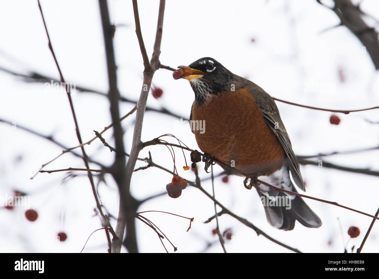 American Robin feeding in winter Stock Photo - Alamy