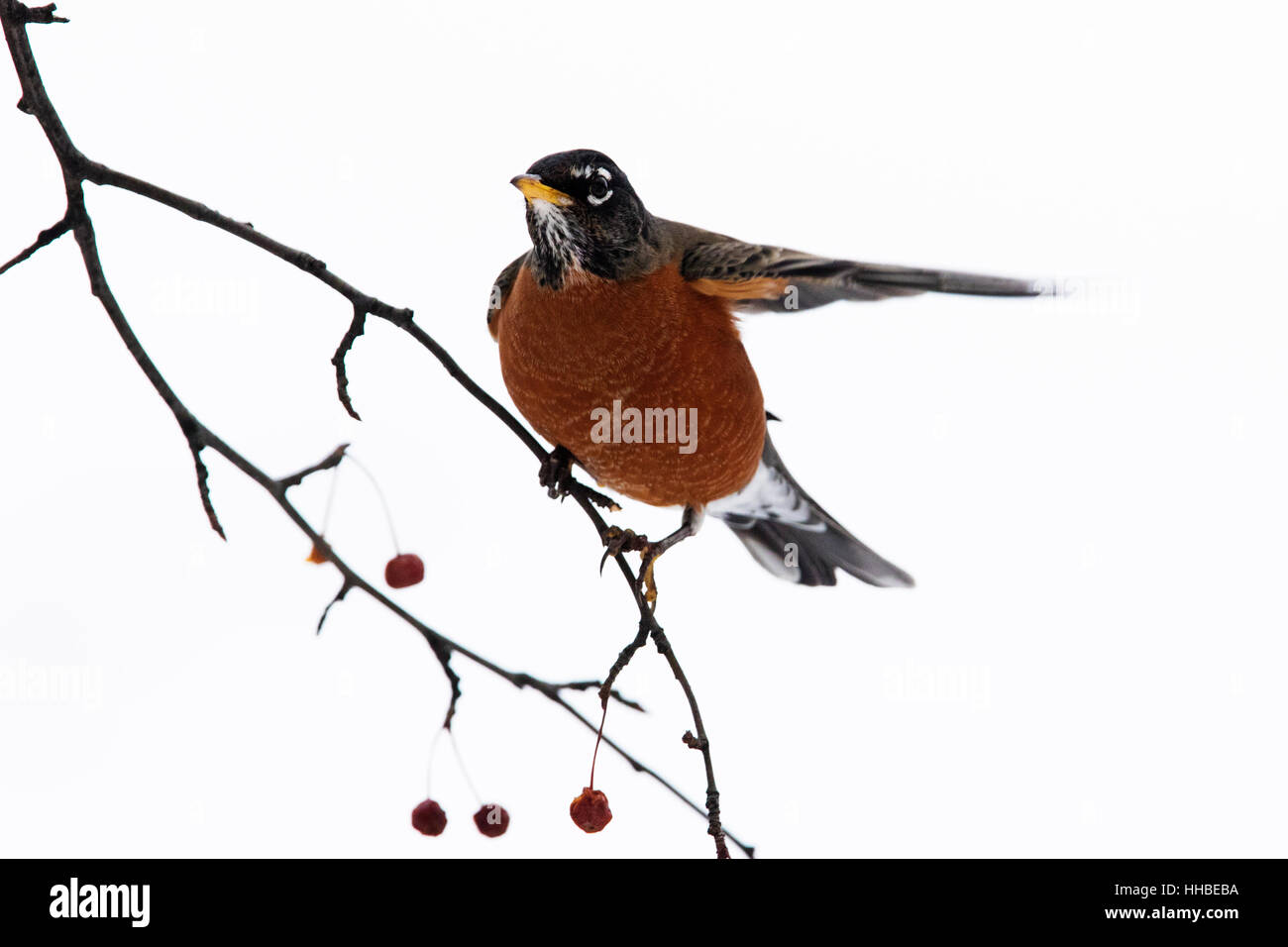 American robin in berries hi-res stock photography and images - Alamy