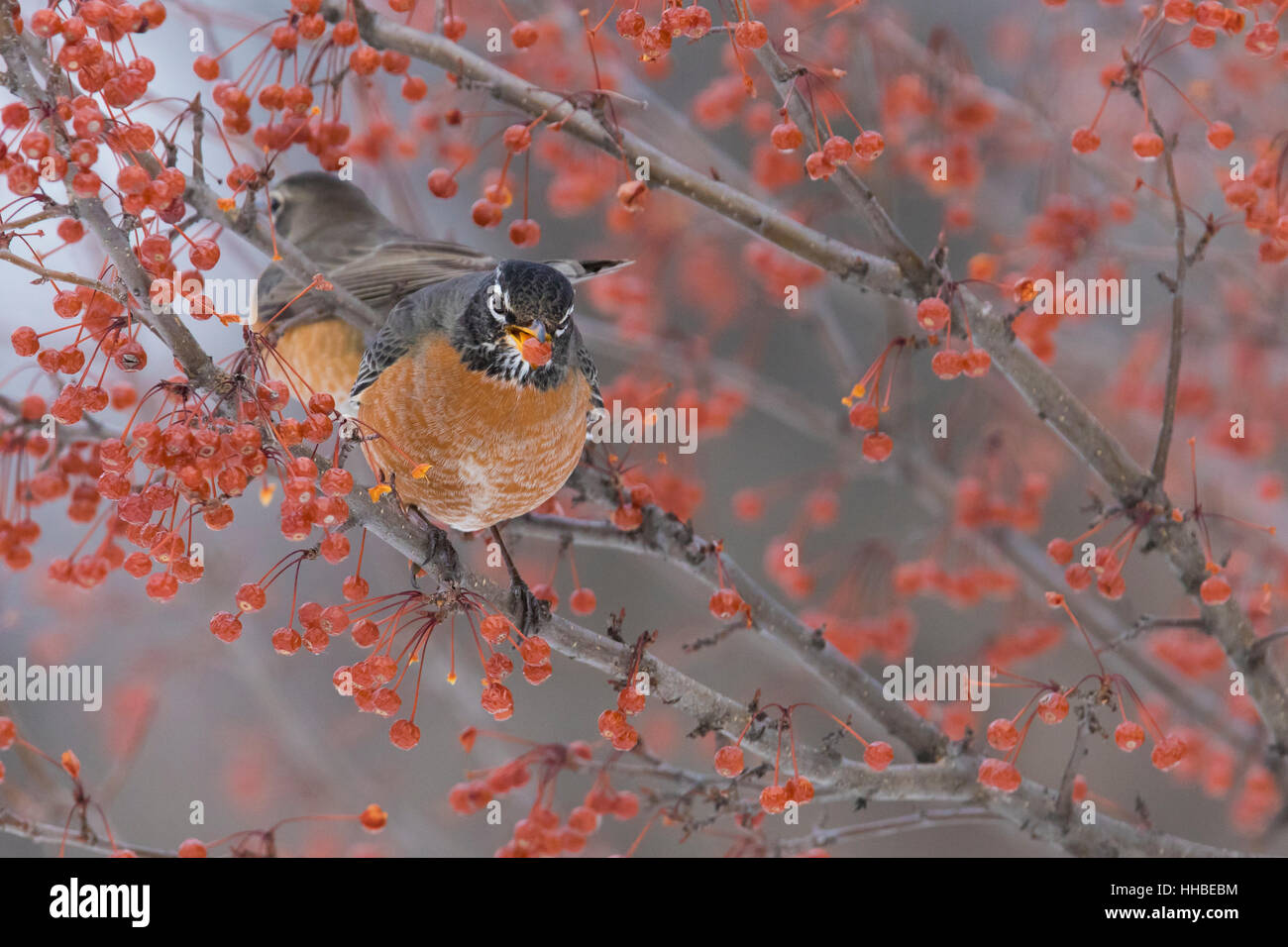 American Robin feeding in winter Stock Photo - Alamy