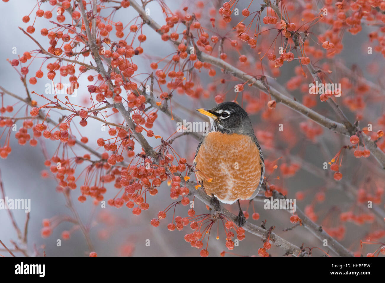 American Robin feeding in winter Stock Photo - Alamy