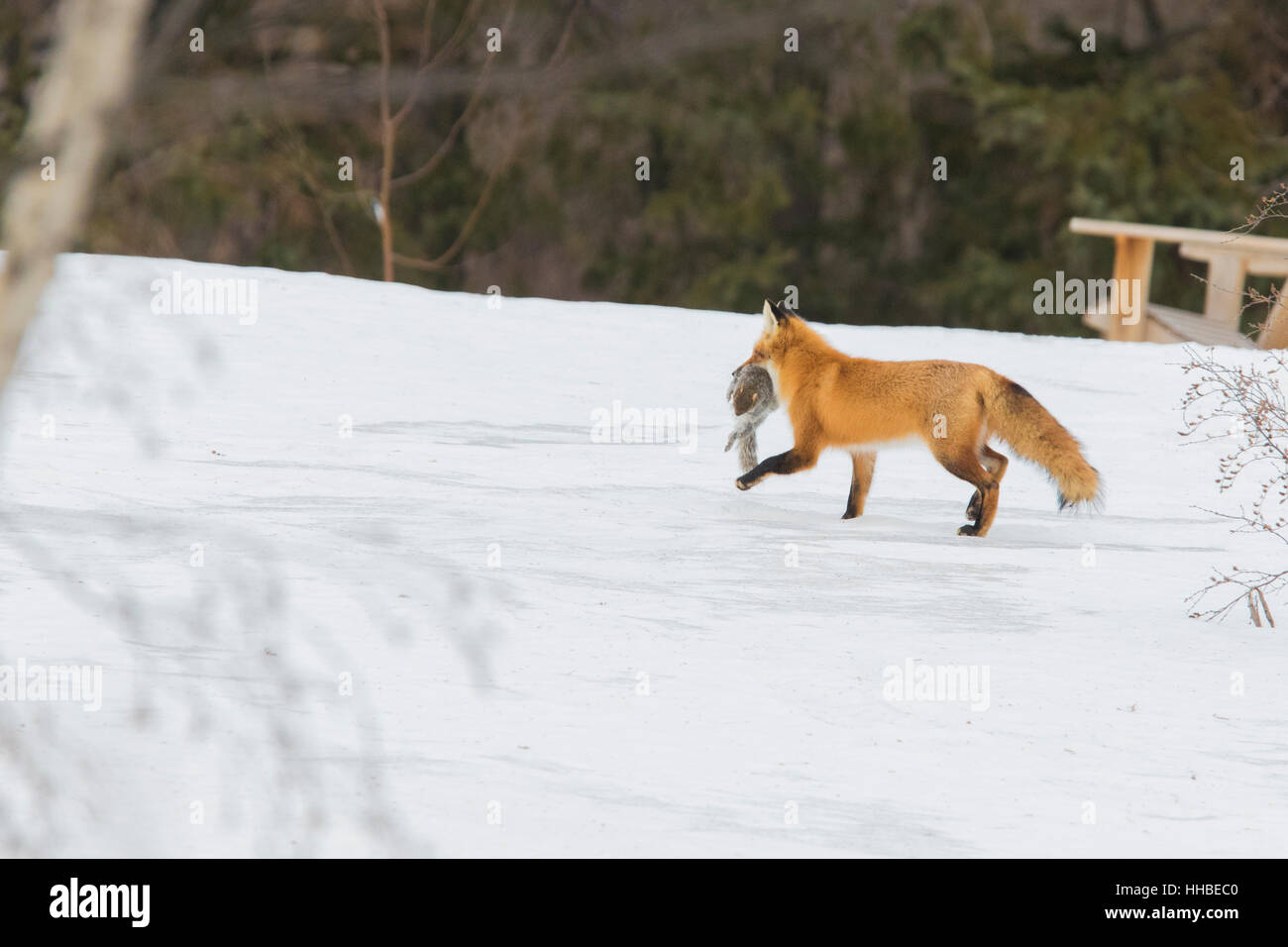 Fox hunting prey hi-res stock photography and images - Alamy
