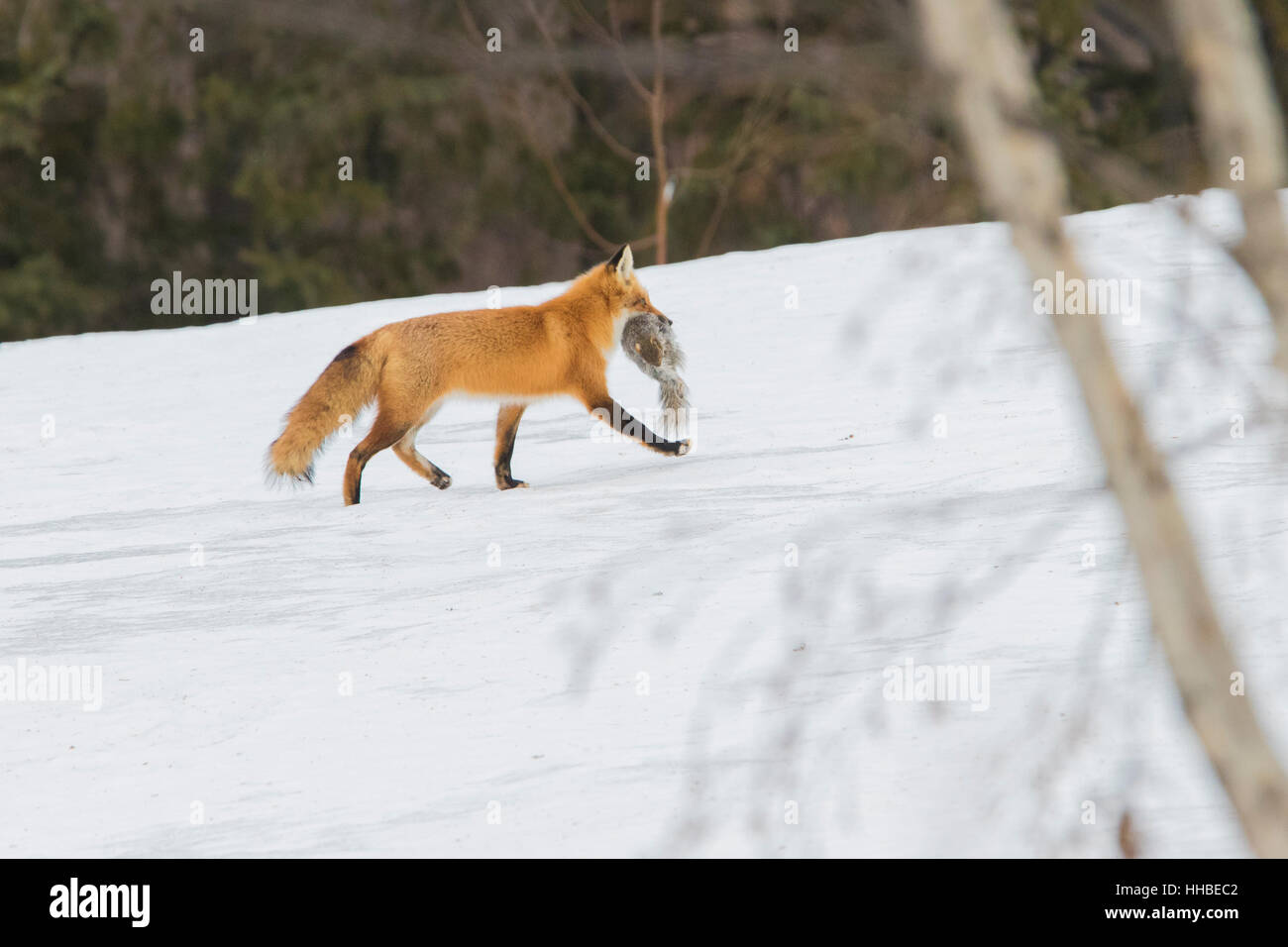 Fox hunting prey hi-res stock photography and images - Alamy