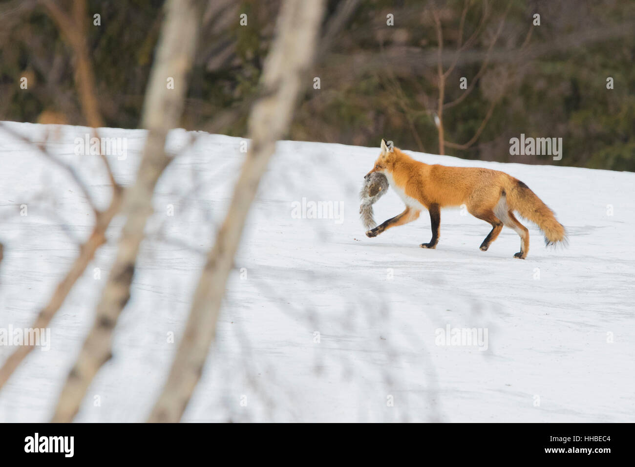 Red fox hunting prey hi-res stock photography and images - Alamy
