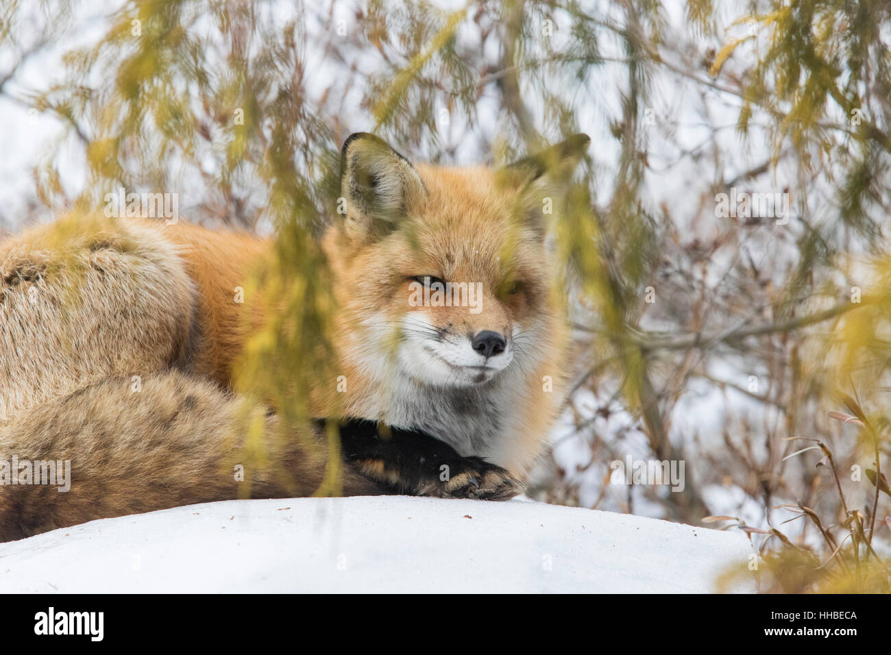 A wild red fox in winter Stock Photo - Alamy