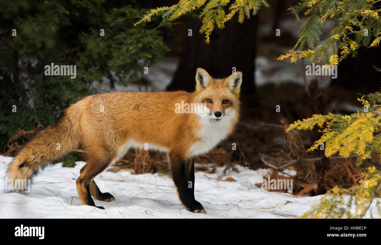 A wild red fox in winter Stock Photo - Alamy