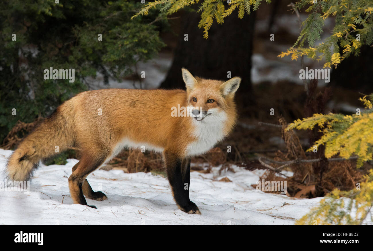 Superb male red fox in Canadian winter Stock Photo - Alamy