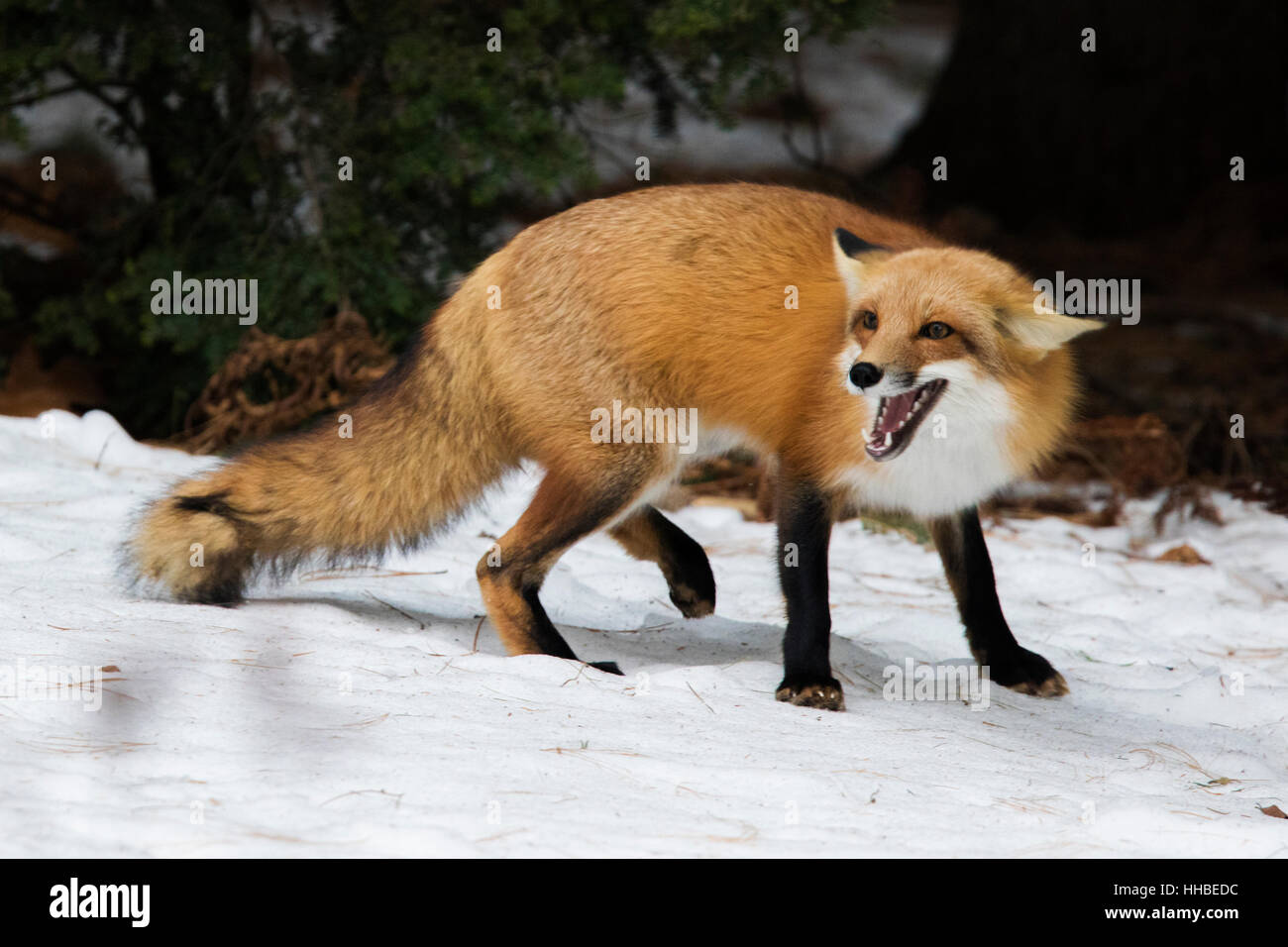 A wild aggressive red fox in winter Stock Photo - Alamy