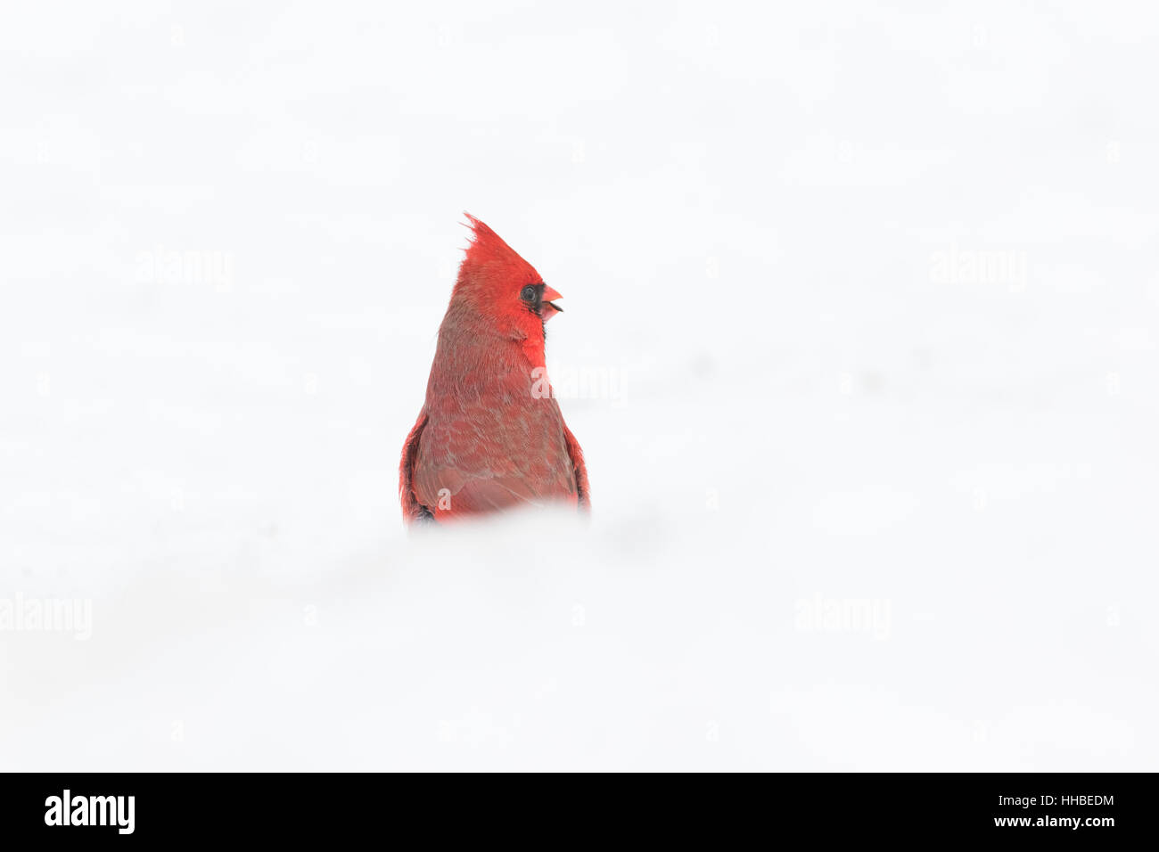 Red cardinal snow hi-res stock photography and images - Alamy