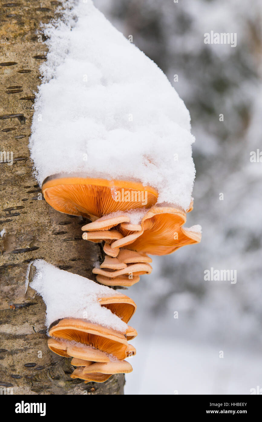 Wild mushrooms in snow Stock Photo - Alamy