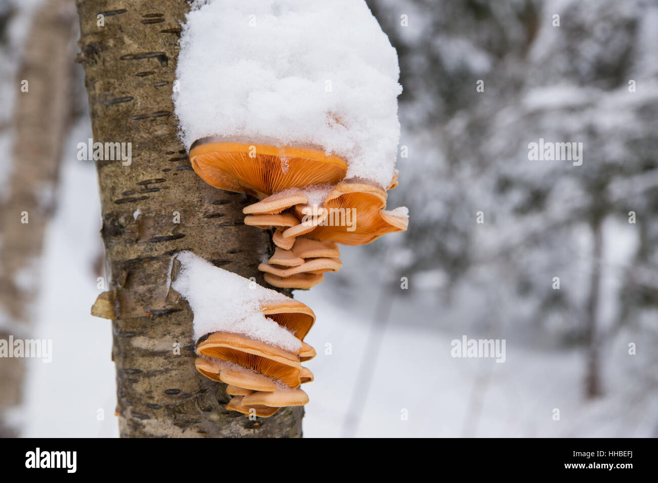 Wild mushrooms in snow Stock Photo - Alamy