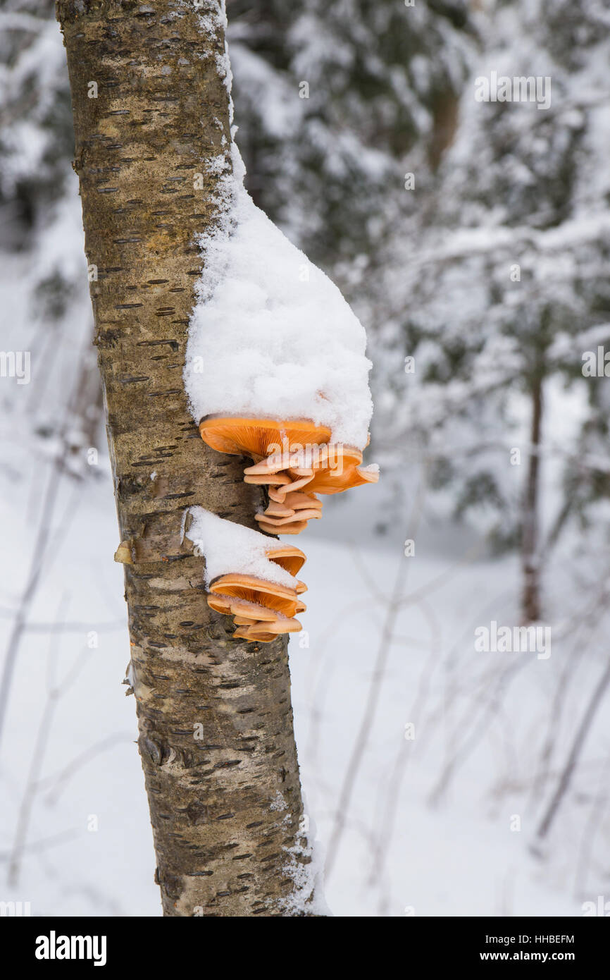 Wild mushrooms in snow Stock Photo - Alamy