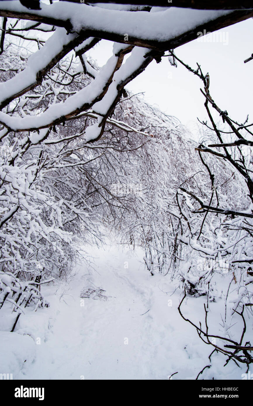Winter forest landscape in Quebec-Canada Stock Photo - Alamy