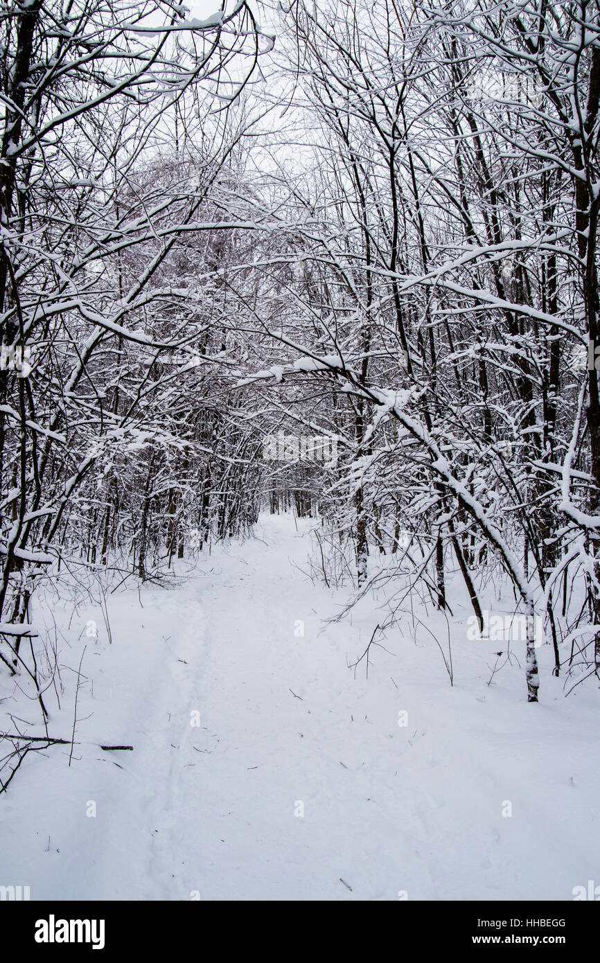 Winter forest landscape in Quebec-Canada Stock Photo - Alamy