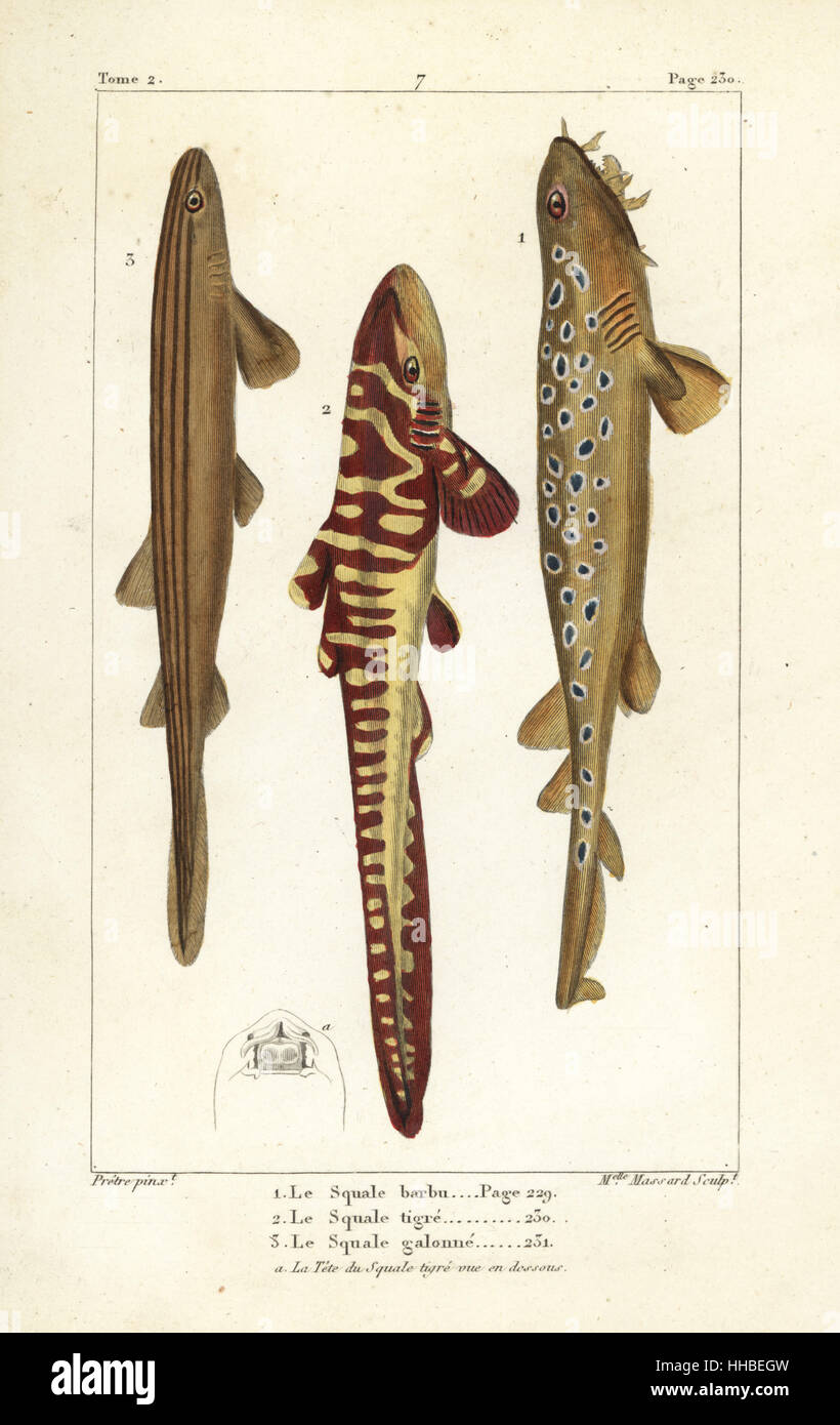 Carpet shark or wobbegong, Orectolobus maculatus, tiger shark ...