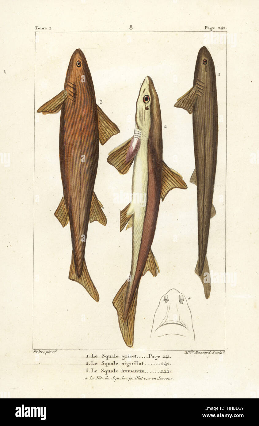 Angular roughshark hi-res stock photography and images - Alamy