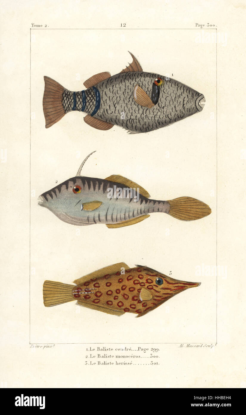 Mauritius triggerfish, Rhinecanthus cinereus, unicorn leatherjacket ...