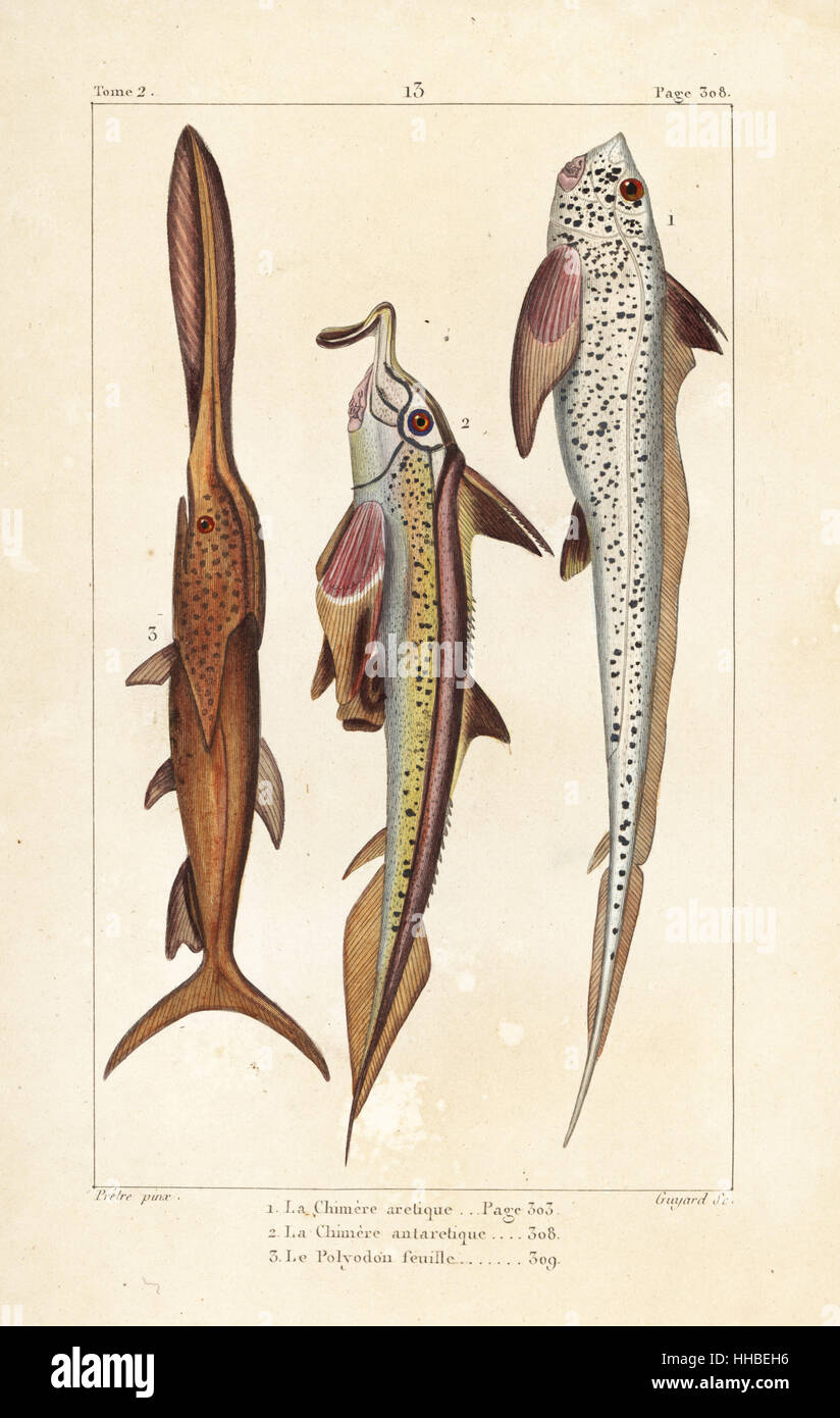 Chimaera fish hi-res stock photography and images - Alamy