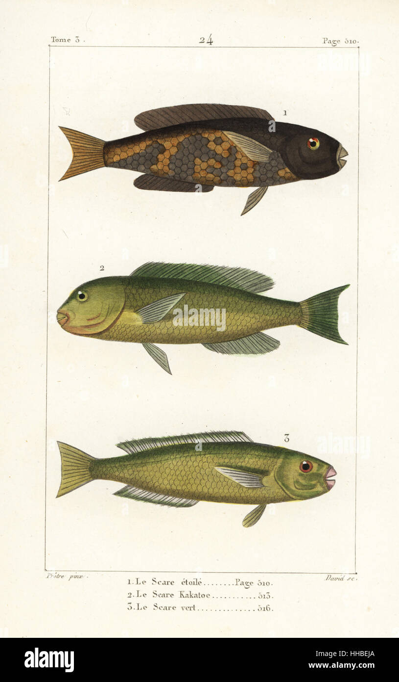 Stellate rabbitfish, Siganus stellatus, parrotfish, Sparisoma cretense ...