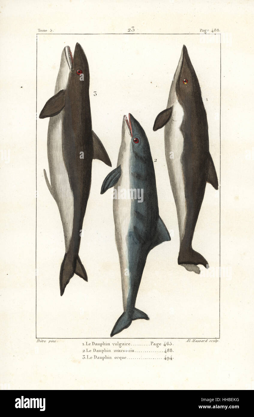 Short-beaked common dolphin, Delphinus delphis, beluga whale ...