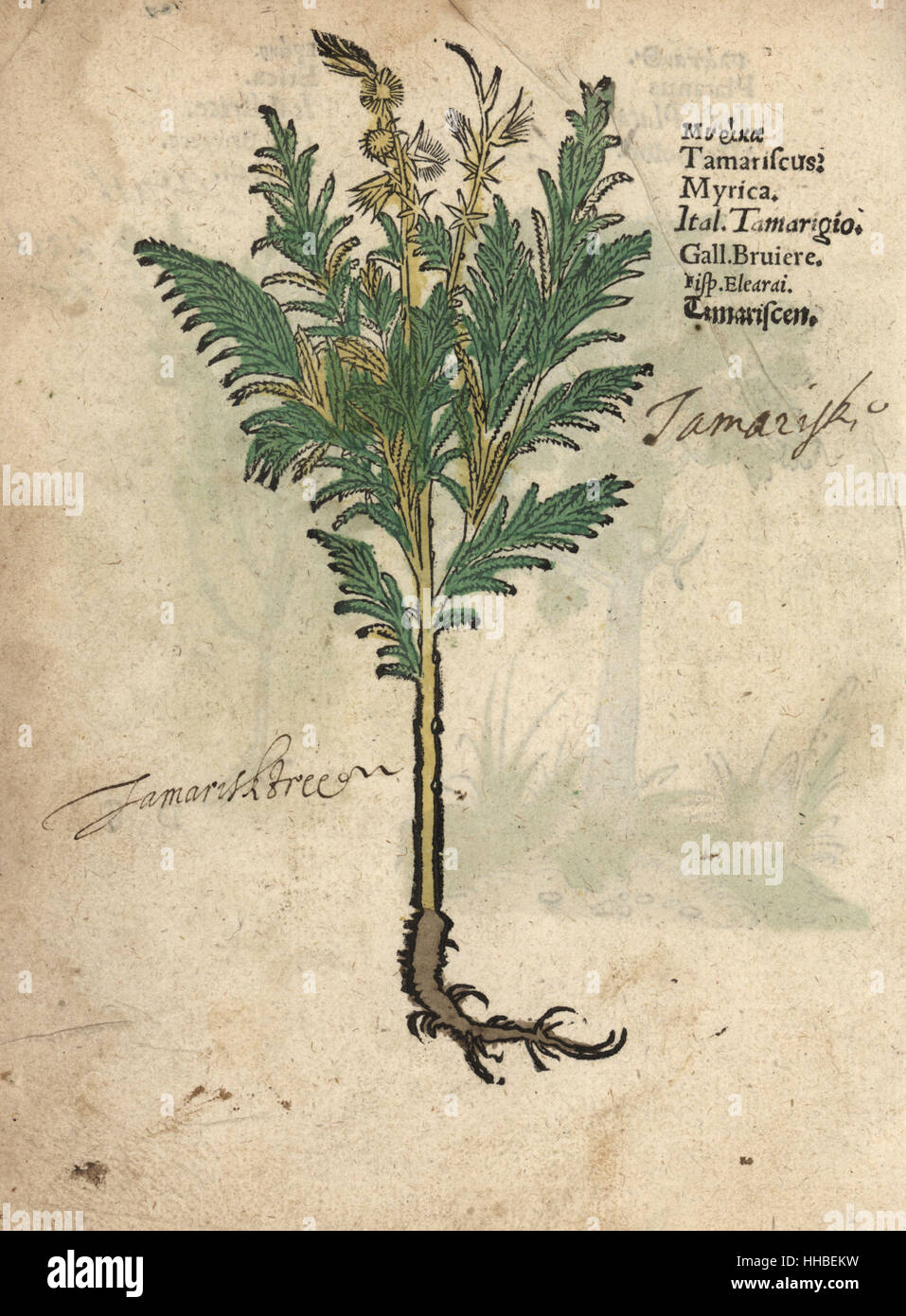 Tamarisk or salt cedar, Tamarix species. Handcoloured woodblock ...