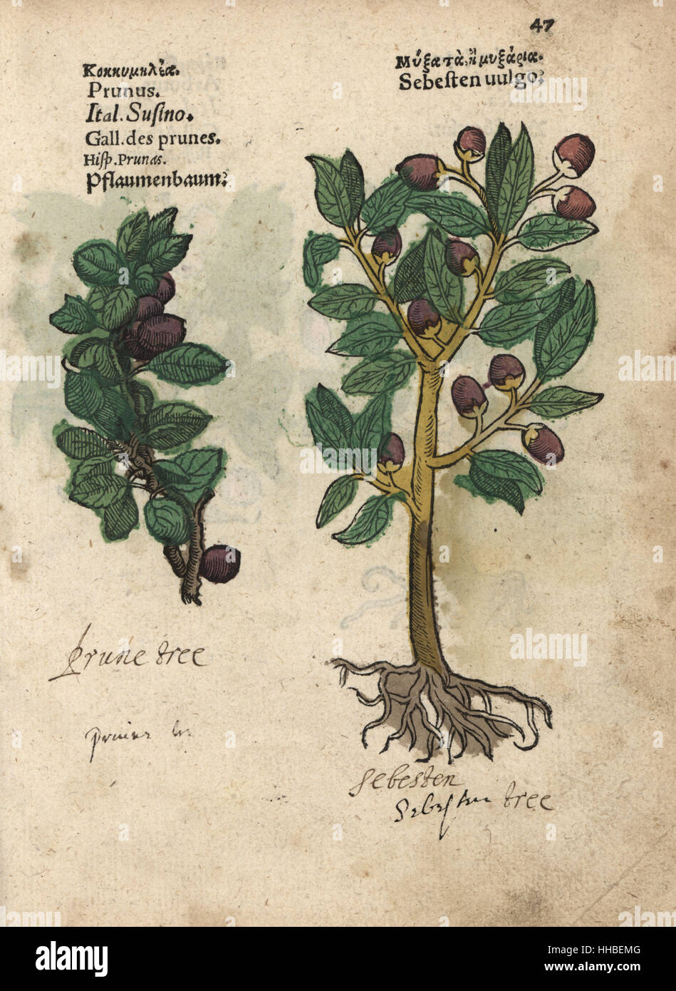 Sebesten plum tree hi-res stock photography and images - Alamy