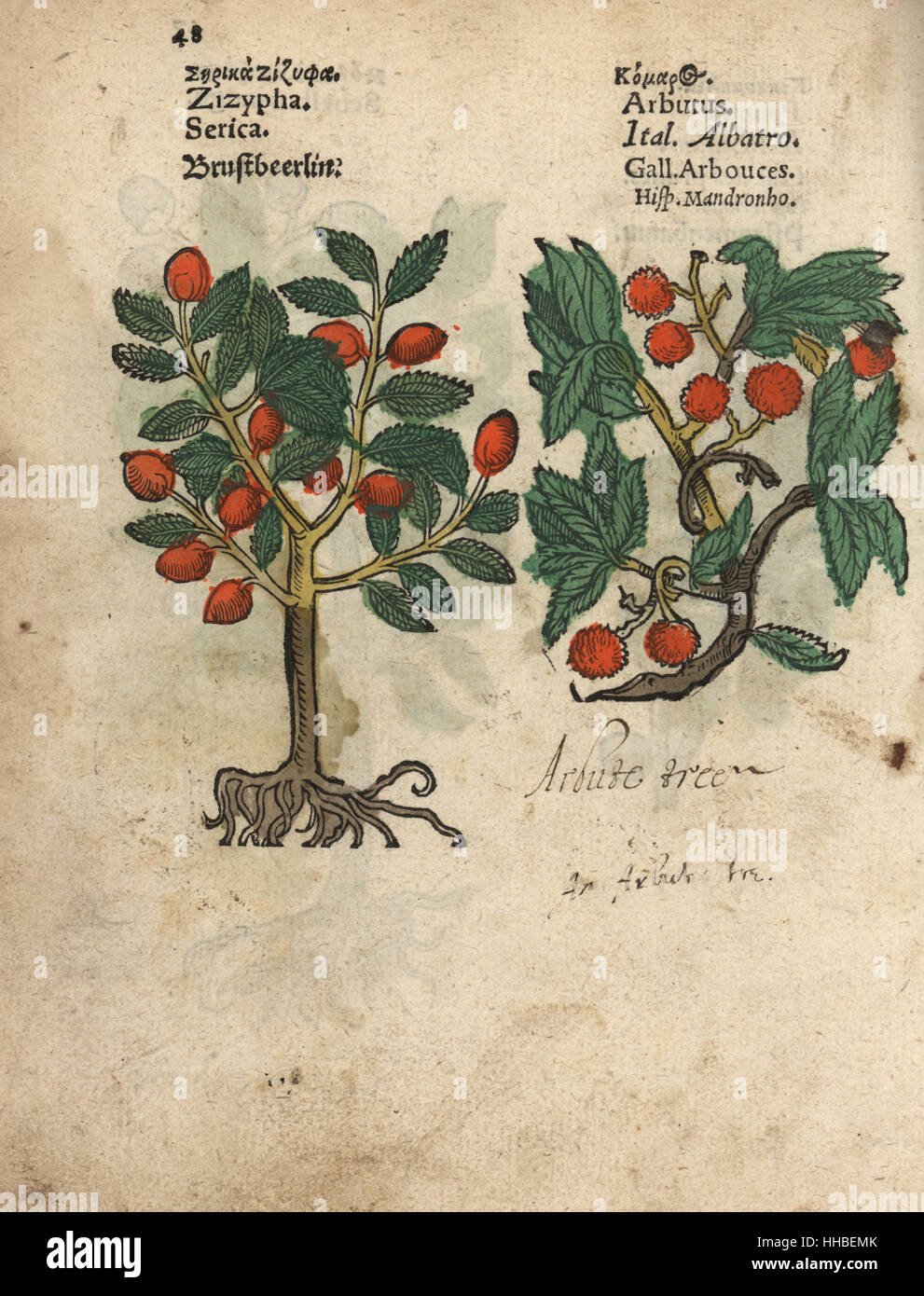 Jujube Tree Illustration