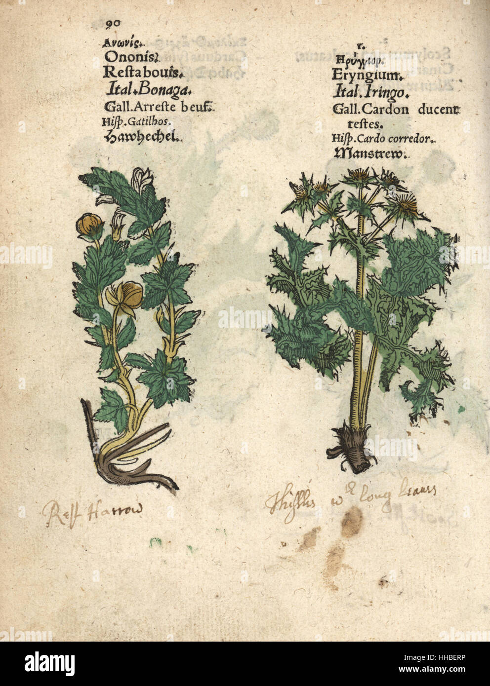 Rest harrow, Ononis repens, and sea holly, Eryngium species ...