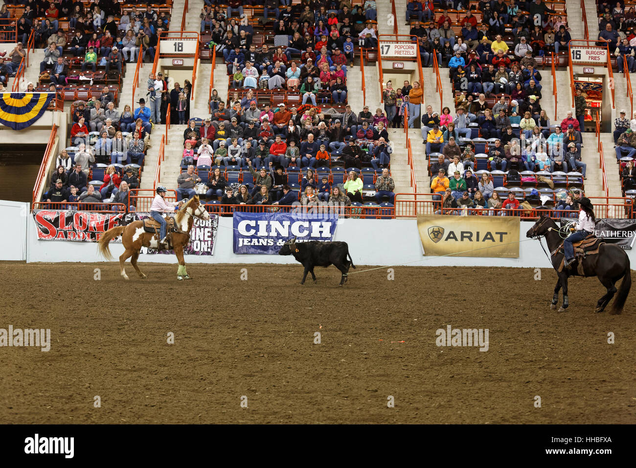 Steer and show hi-res stock photography and images - Alamy