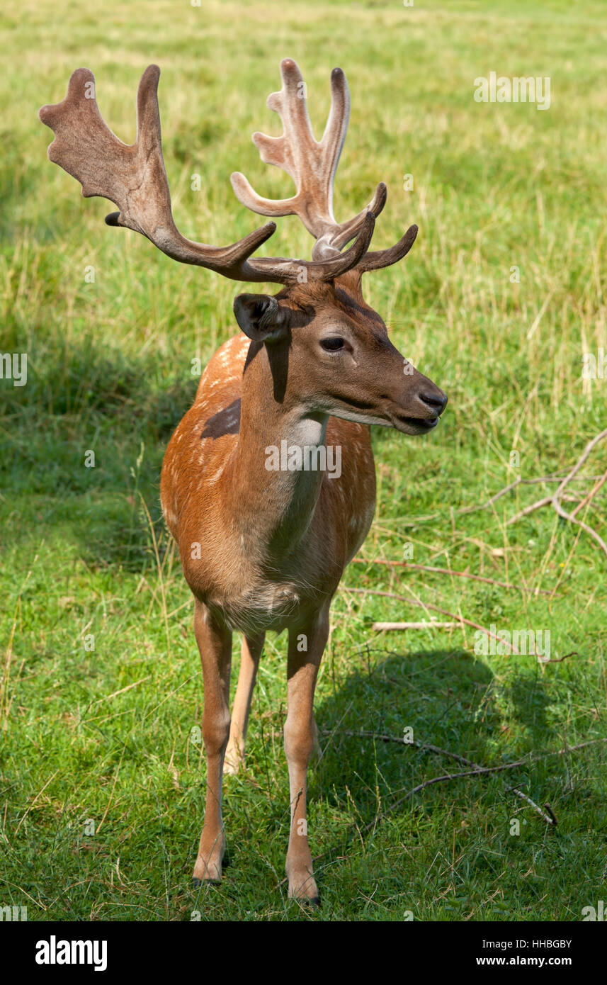 horns, deer, roe, hart, stag, wild, skin, browse, game reserve, graze ...