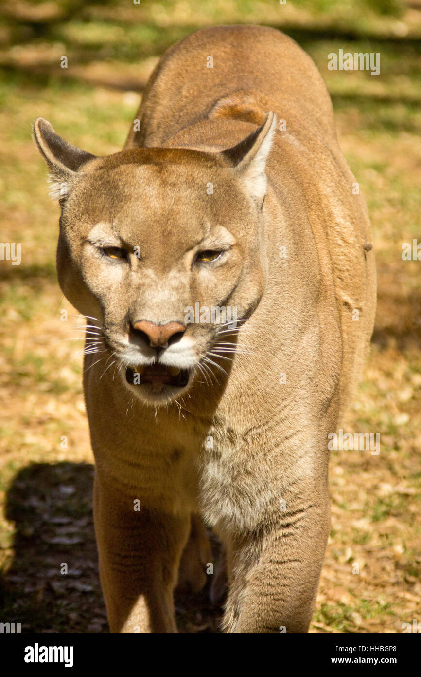 big, large, enormous, extreme, powerful, imposing, immense, relevant ...