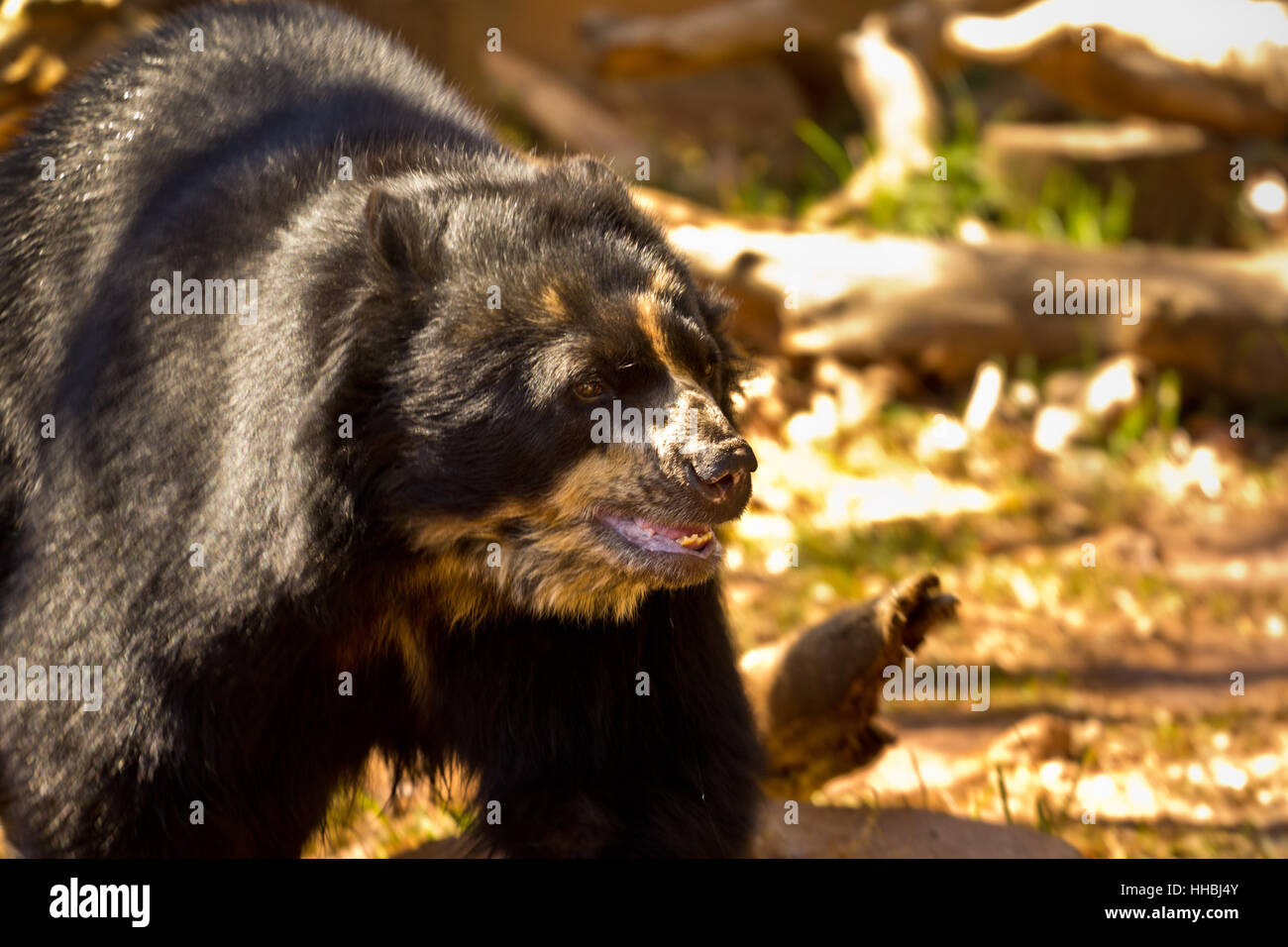 big, large, enormous, extreme, powerful, imposing, immense, relevant ...