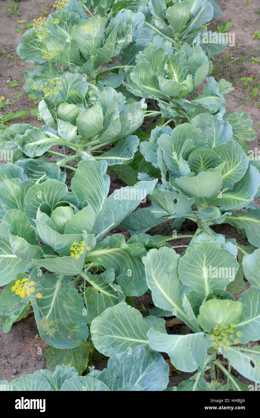 food, aliment, leaf, health, garden, ground, soil, earth, humus, leaves ...