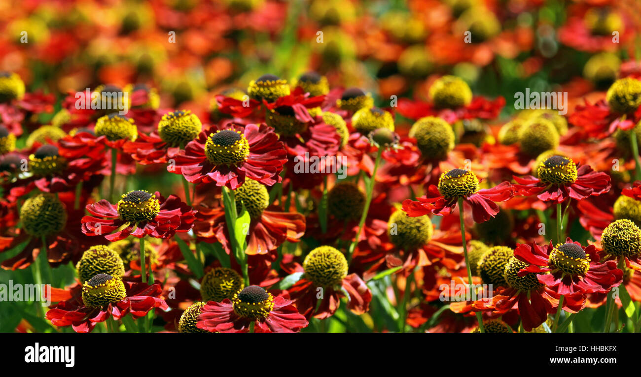 Helenium rubinzwerg hi-res stock photography and images - Alamy