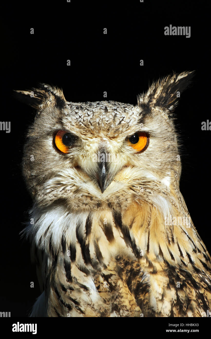 eyes, wing, look, glancing, see, view, looking, peeking, looking at ...