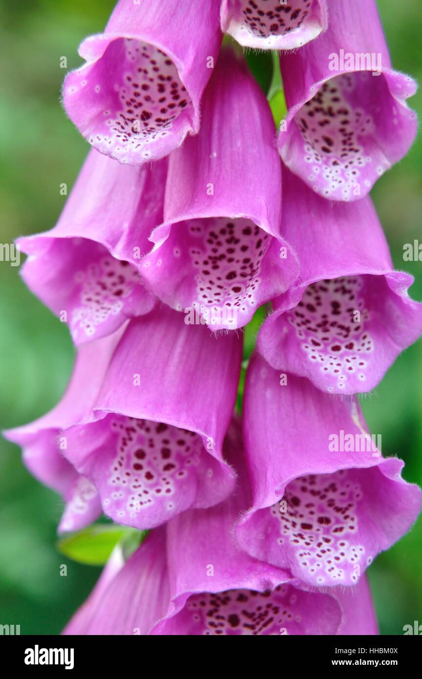 flora, thimble, red, toxic, poisonous, plant, nature, glass, chalice ...