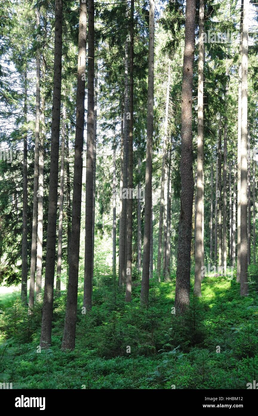 tree, black forest, germany, german federal republic, scenery ...