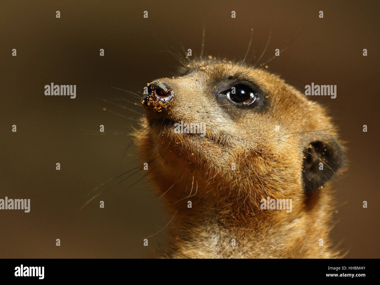 mammal, africa, portrait, watchful, rodent, predator, meerkat, meerkats ...