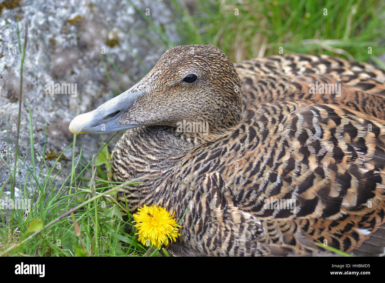 Eiderente nest hi-res stock photography and images - Alamy