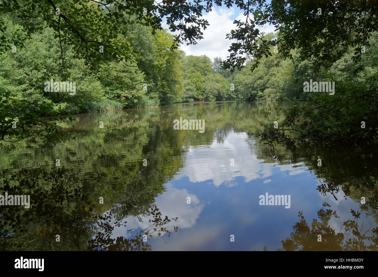 tree, trees, wood, reflection, england, sight, view, outlook ...