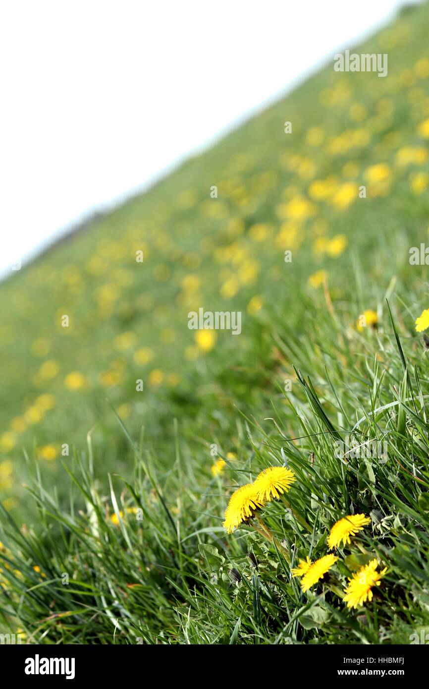close, detail, closeup, garden, flower, plant, bloom, blossom, flourish ...