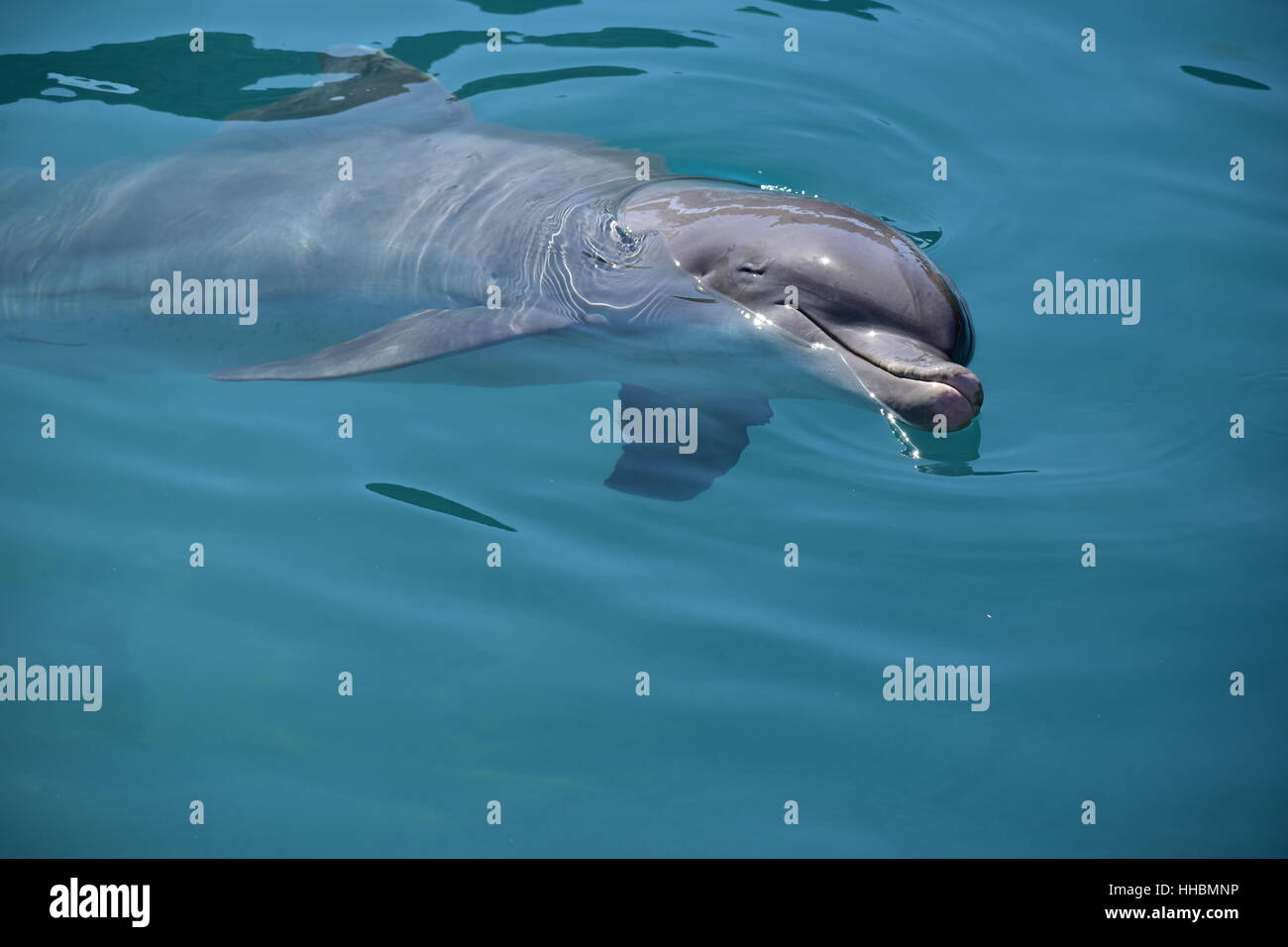 Miami, Florida - USA - January 08, 2016: Flipper Dolphin Stock Photo ...