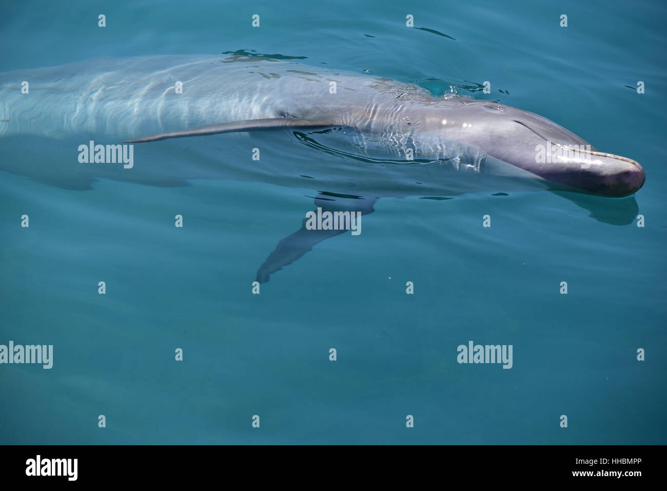 Miami, Florida - USA - January 08, 2016: Flipper "Dolphin Love Stock ...