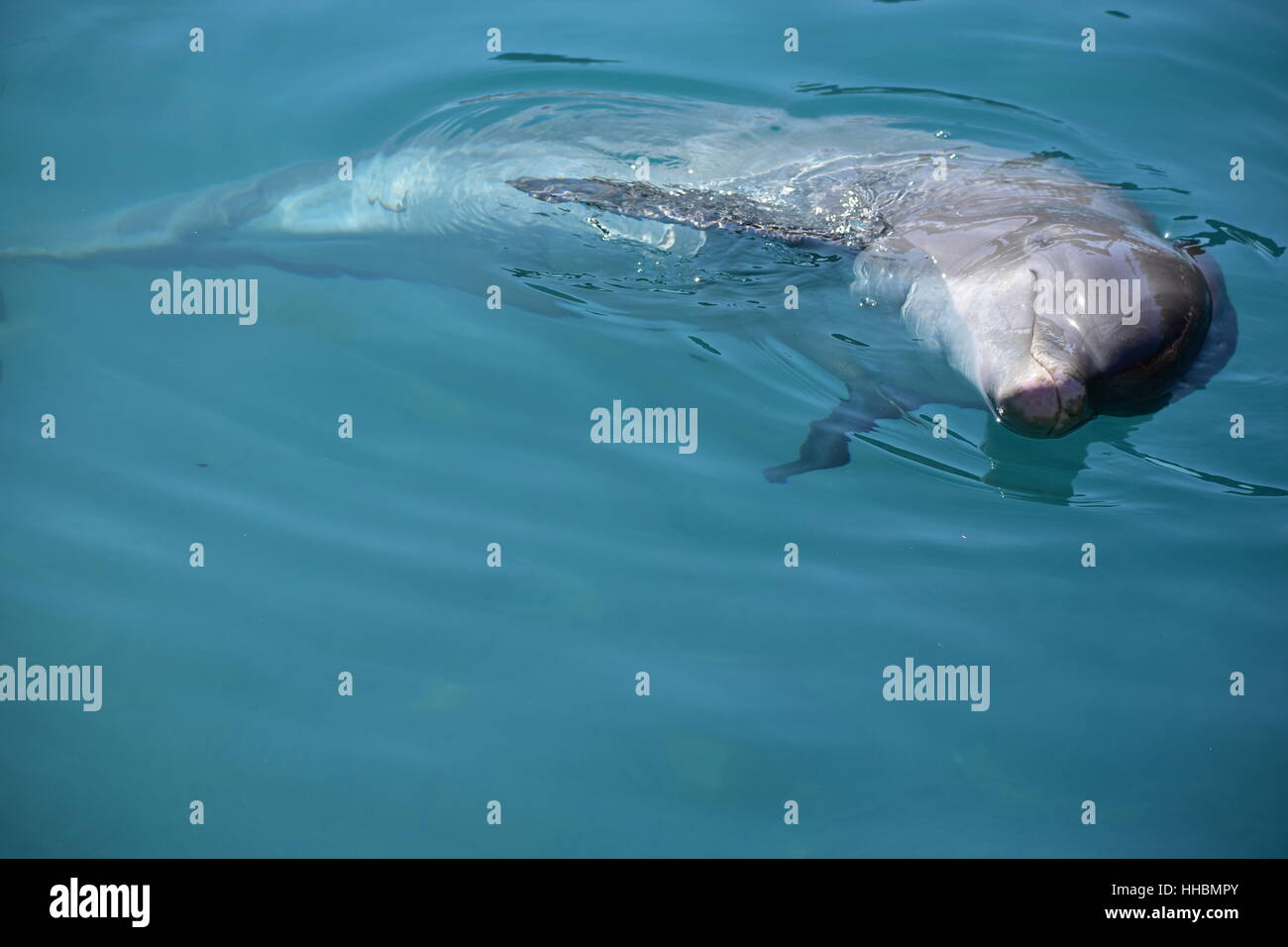 Miami Dolphins Flipper