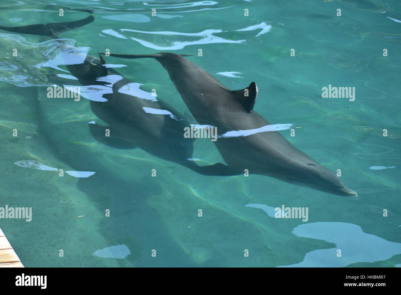 Miami, Florida - USA - January 08, 2016: Flipper and the dolphins Stock ...