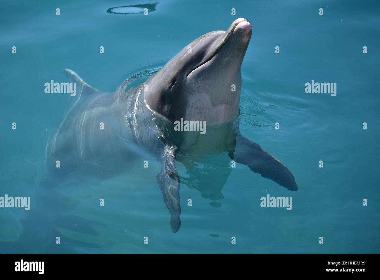 Miami, Florida - USA - January 08, 2016: Flipper and the dolphin show ...