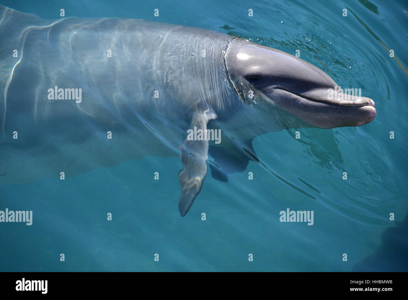 Flipper The Dolphin High Resolution Stock Photography and Images - Alamy